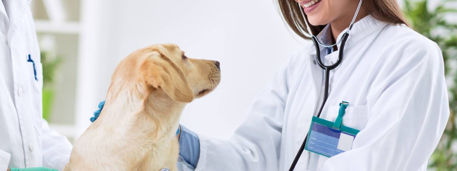 Pet In House & Referral Laboratory In Wellington, FL 33414 | Courtyard ...
