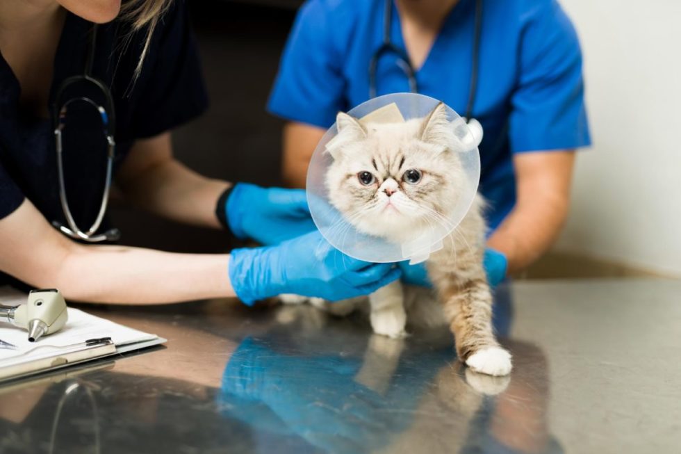 Best Veterinary Hospital In Wellington, FL | Courtyard