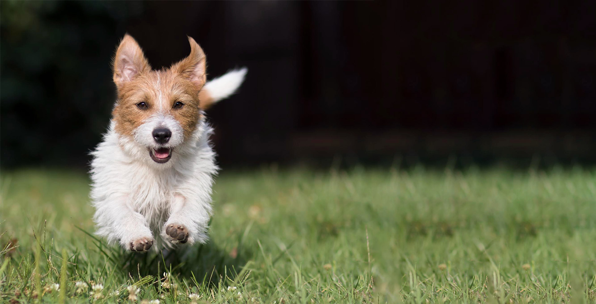 Pet Information In Wellington, FL 33414 | Courtyard Animal Hospital