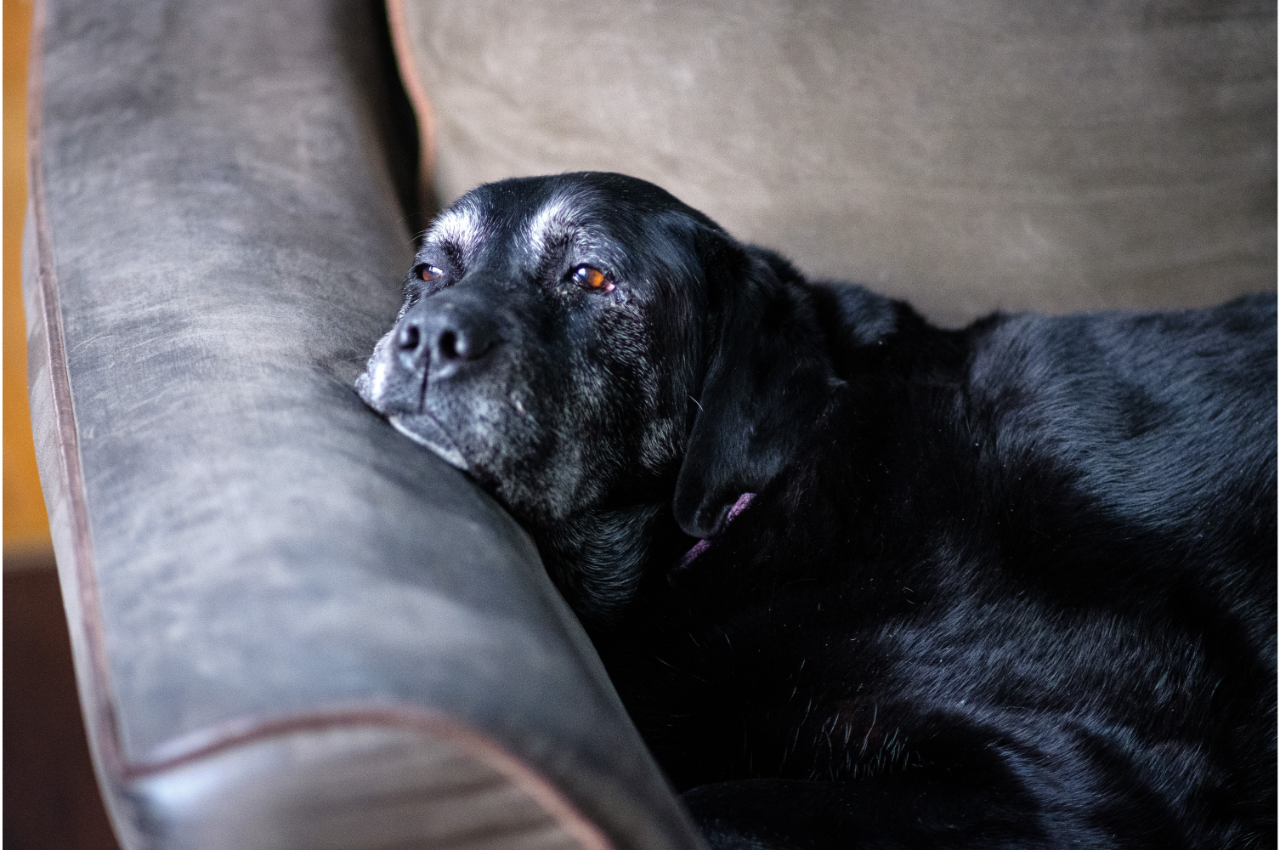4 Ways To Get Ready For Your Pet's Passing | Courtyard Animal Hospital